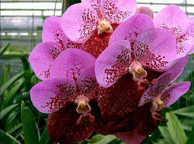 VANDA DR ANEK X LAWRENCE- ADULTA