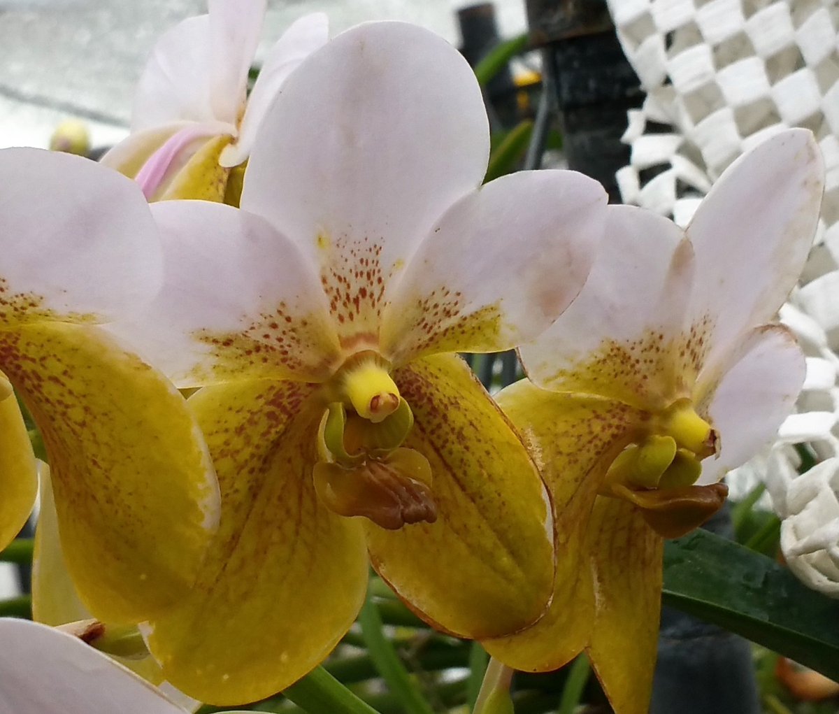 VANDA TWO TONE PARISIEN ADULTA