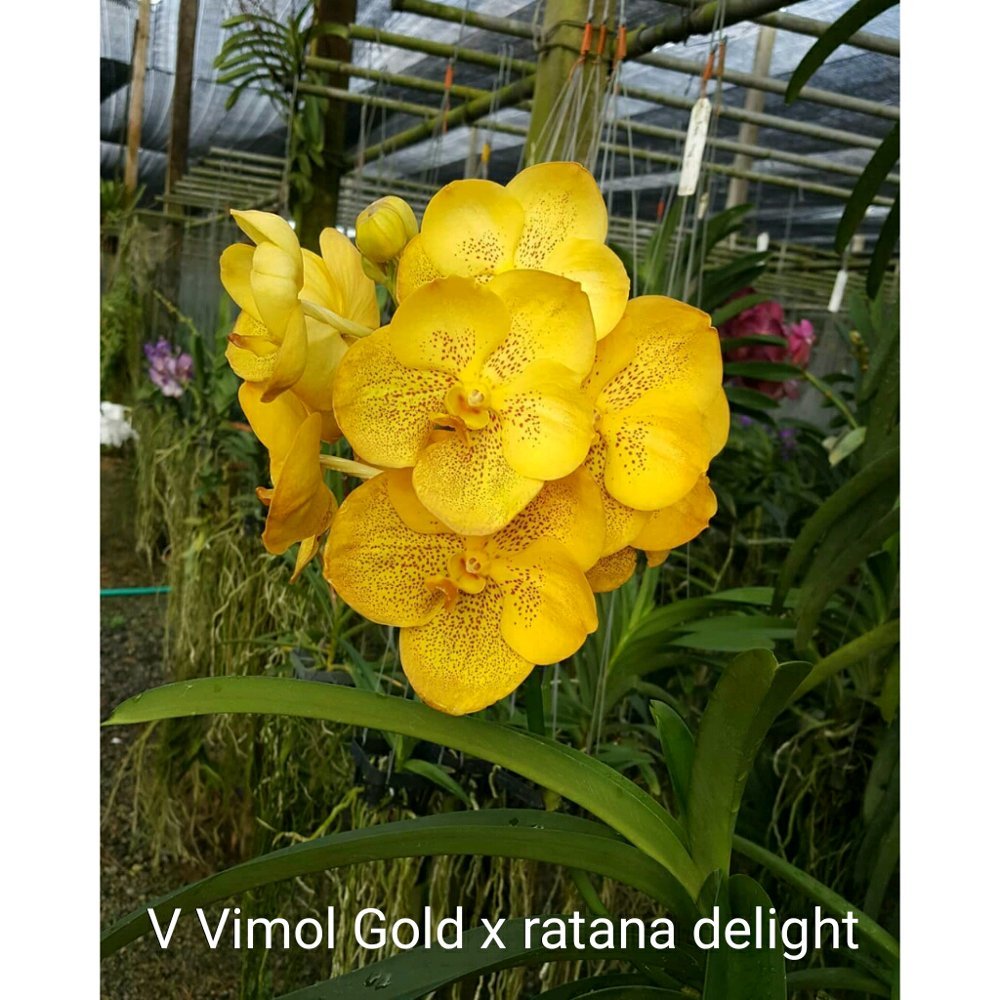V. VIMOL GOLD X RATTANA DELIGHT PRÉ ADULTA